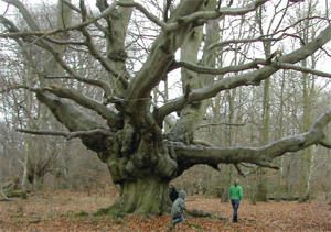Tales of Trees at Ashridge – part one | Ashridge Volunteers